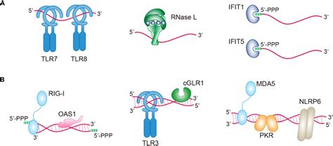 Frontiers Innate Immune Responses To Rna Sensing And Signaling