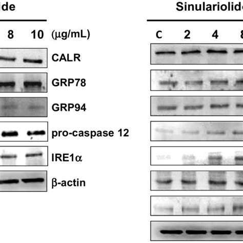 Illustration Of How Sinulariolide Induces Cellular Apoptosis Through