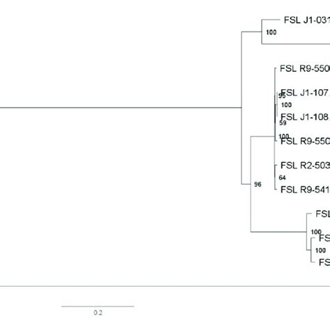 Listeria Maximum Likelihood Tree Based On Core Snp Analysis Using Download Scientific Diagram