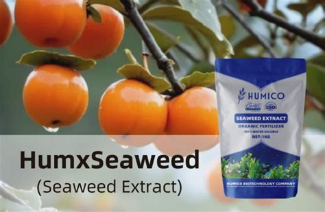 What Is The Best Organic Fertilizer For Persimmon Trees When And How To Fertilize Potassium