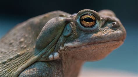 Just One Puff Of Psychedelic Toad Slime Could Have Sustained Benefits