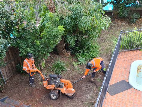 Stump Grinding Sydney Plateau Trees