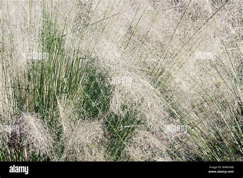 White Cloud Muhly Grass Muhlenbergia Capillaris White Cloud Stock