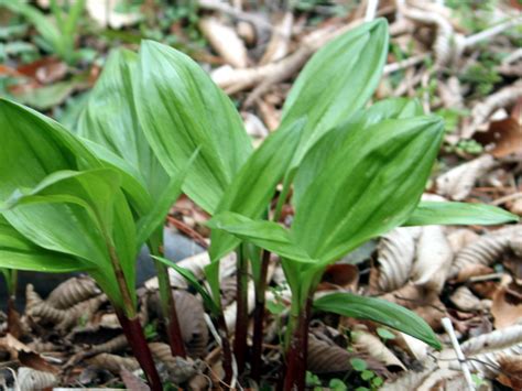 Victorialis Allium Victorialis Var Platyphyllum Flower Database