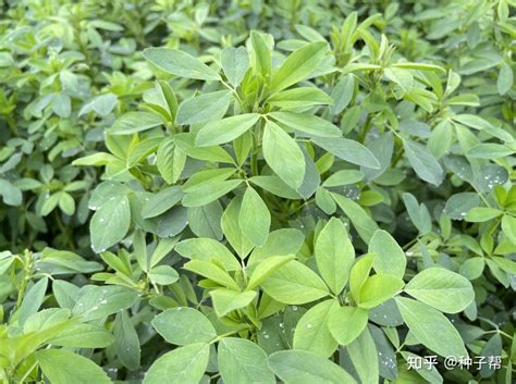 被称为牧草之王的紫花苜蓿什么时候播种田间管理要注意 知乎