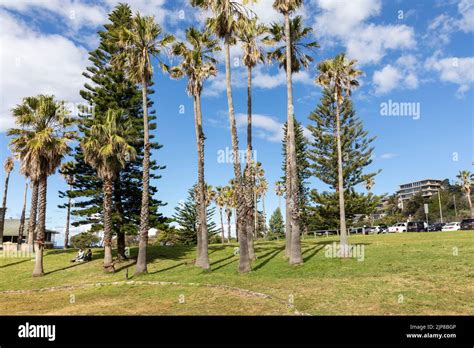 Freshwater Beach Suburb In Sydney Winters Day Large Palm Trees In The