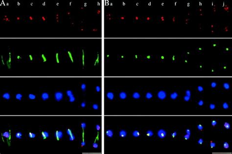 Cellular Localization Of Bub1 Through The Mitotic Cell Cycle Cells