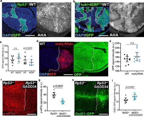 Protein Synthesis And Its Regulation In Rps3− Cells A C Aha Grey