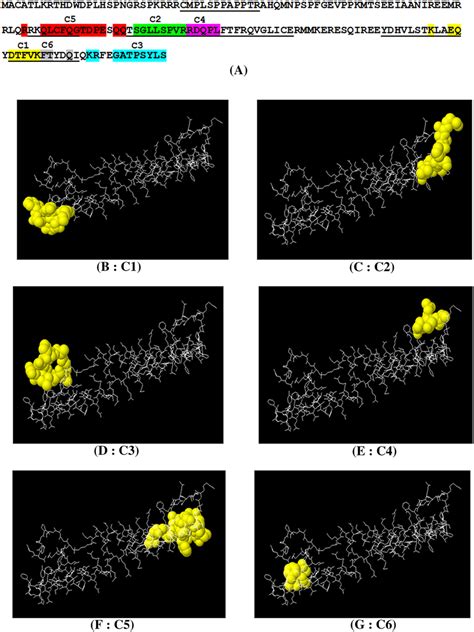 The Localization Of Linear As Well As Conformational B Cell Epitopes Of