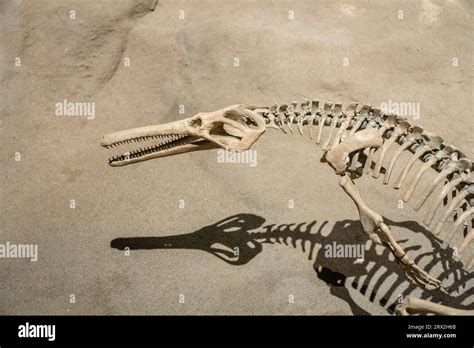Fossilized Skeleton Of A Dinosaur On Display In A Palaeontology Museum