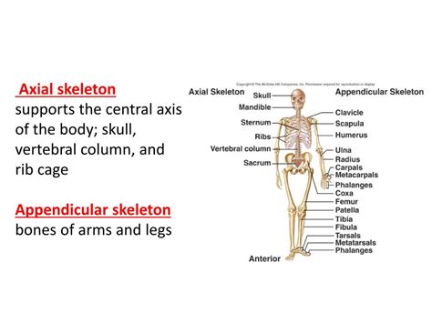 Ppt Skeletal Muscular And Integumentary Systems Powerpoint