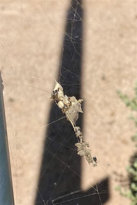 Id Check Also What Is She Building Southern Arizona Rspiders