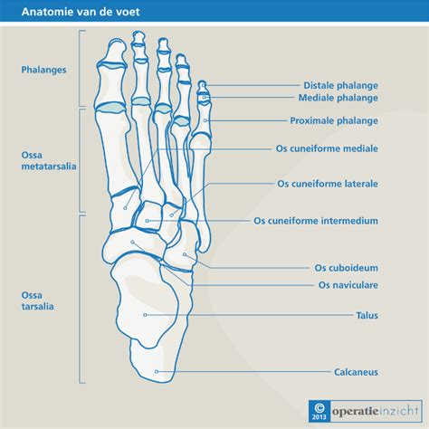 Anatomie Van De Enkel En De Voet