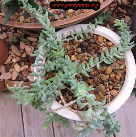 Sedum Morganianum How To Grow Care