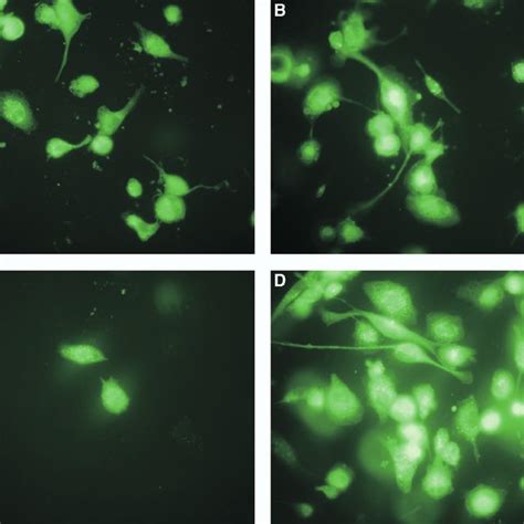 An Intense Green Fluorescence In The Cytoplasm After Incubation With