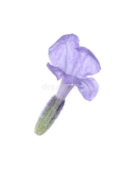 Beautiful Aromatic Lavender Flower Isolated On White Stock Image