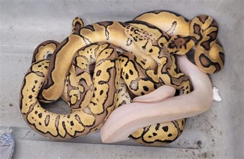 עשרות נחשים ולטאות כח הוסלקו בטיסה מגרמניה צפו חי פֹּה תאגיד החדשות של חיפה והסביבה