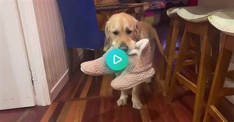 This Pair Of Slippers Were Not Side By Side In My Room How Did He Do