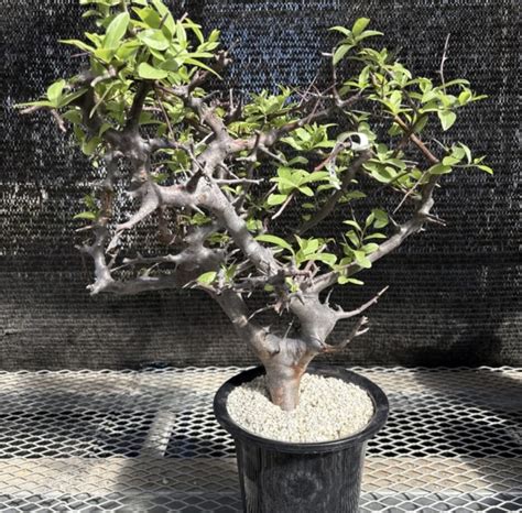 Commiphora Rostrata Caudex Plants For Sale