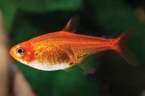 Ember Tetra Fluval Usa