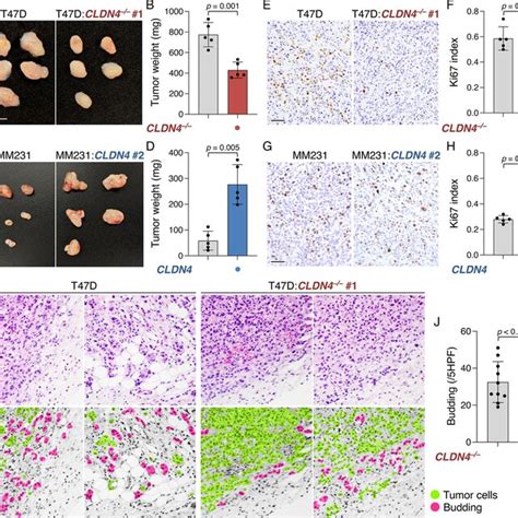 Cldn4 Advances The Malignant Behavior Of Breast Cancer Cells In Vivo