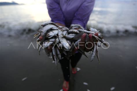 Ikan Kecil Terdampar Di Pantai Antara Foto