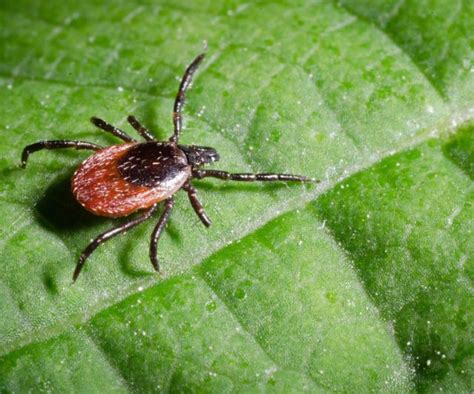 Best Way To Kill Ticks In Your Yard 5 Effective Methods To Stop An