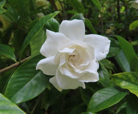 Gardénia Floraison Arrosage Et Conseils Dentretien