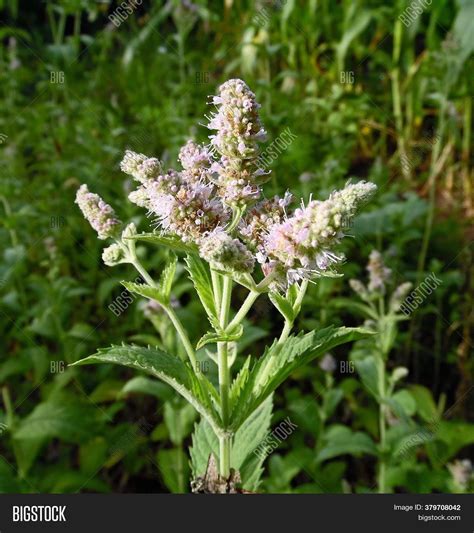 Melissa Mint Flowers Image And Photo Free Trial Bigstock