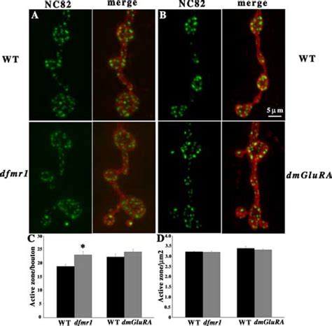 Presynaptic Active Zone Density Normal In Dfmr1 And Dmglura Mutants