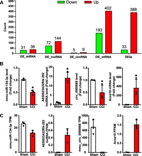 Interactions Among Non Coding Rnas And Mrnas In The Trigeminal Ganglio