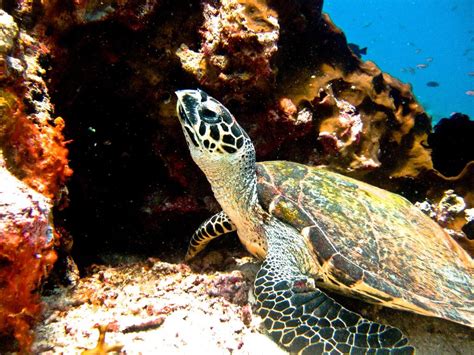 Sea Turtle Object Detection Dataset V2 2022 12 15 618pm By Animal