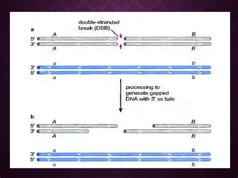 Recombination Modelspdf Genetics Science