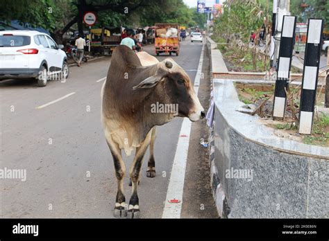 The Cow Is A Sacred Animal Of The Hindus Cow On The City Street Stock
