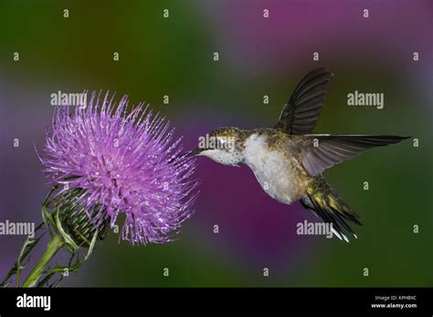 Ruby Throated Hummingbird In Flight At Thistle Flower Archilochus