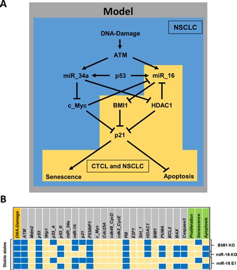 Integrative Data Modeling From Lung And Lymphatic Cancer Predicts