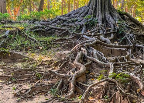 A Photography Of A Tree With Its Roots Exposed In The Forest Flowerpot
