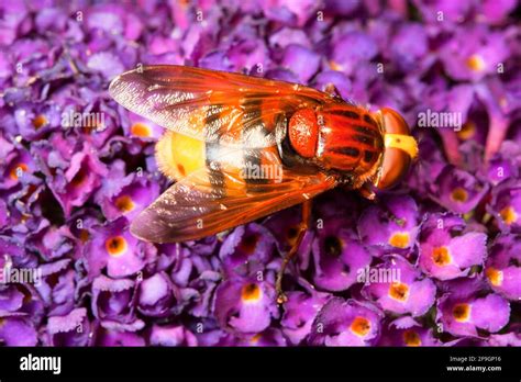 Hornet Hornet Mimic Hoverfly Great Forest Hornet Mimic Hoverfly