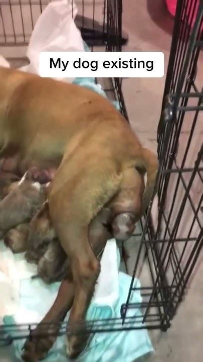 Dog Giving Birth To Puppies First Time Shorts Youtube