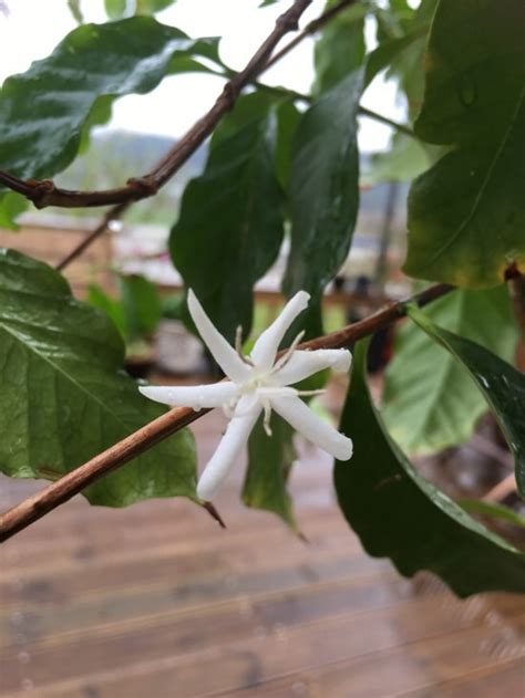 커피나무꽃 우리집 아라비카 커피나무가 꽃을 피웠답니다향기로워요 네이버 블로그
