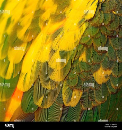 Colorful Yellow And Orange Bird Feathers Sun Conure Feathers Texture