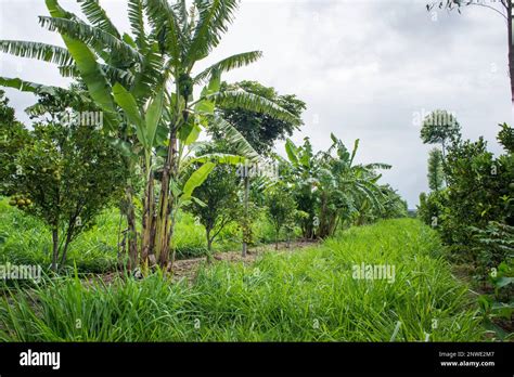 Agroforestry System With Eucalyptus Lime Mandarin Cassava Mango And