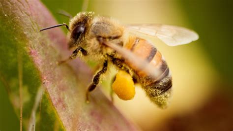 Včelí Jed Proti Lymskej Borelióze Naturterapy