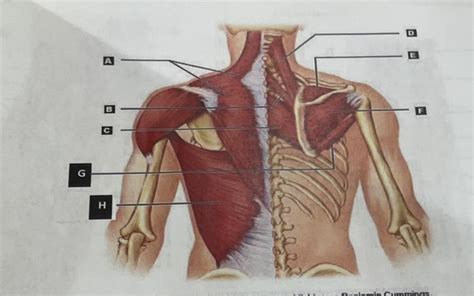 Muscles Of Thorax Scapula Movements Posterior Diagram Quizlet