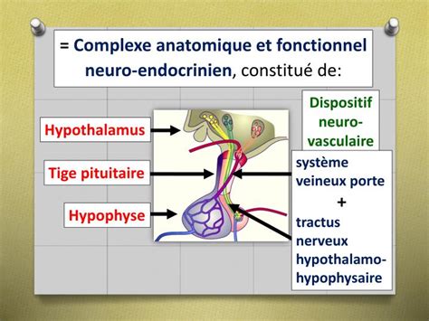 PPT Axe Hypothalamo Hypophysaire PowerPoint Presentation ID