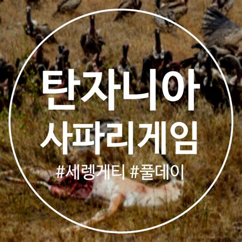 탄자니아 신혼여행 사파리 세렝게티 국립공원 게임 후기 3일차 네이버 블로그