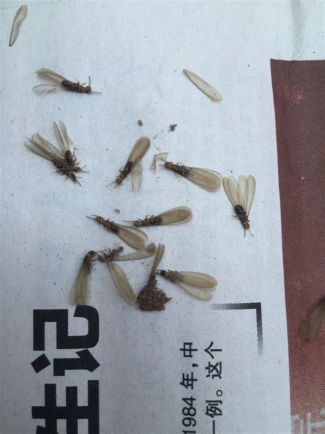 白蚂蚁普通 白蚂蚁白蚁 伤感说说吧