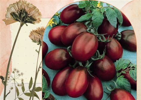 Black Plum Paste Tomato Seeds Collection Of Garden Seeds For Planting