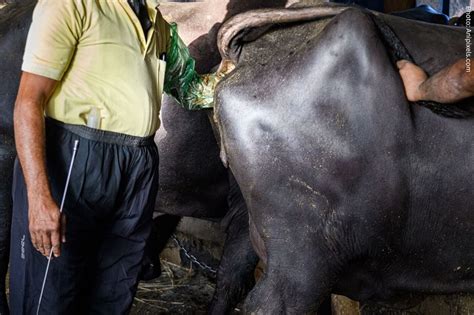 Documentary Maa Ka Doodh Exposes The Harsh Reality Of Indias Dairy Industry Blog PETA India