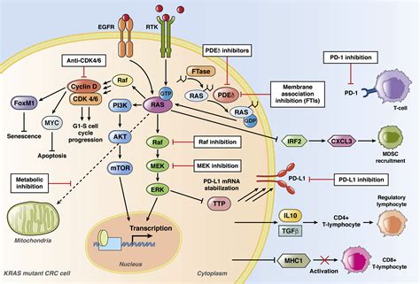 Precision Therapy In RAS Mutant Colorectal Cancer Gastroenterology